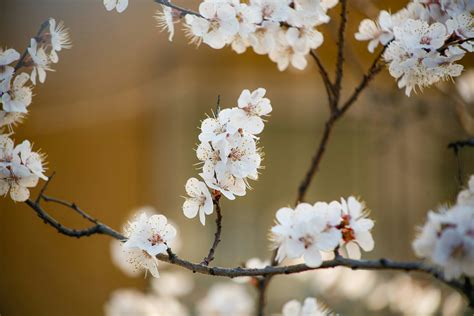 가지 계절 계절의 아름다움 꽃 꽃 송이 꽃 피는 나무 꽃무늬 꽃이 만발한 체리 꽃잎 나무 밝은 하늘 벚꽃 보케 봄 봄 기간 봄의 꽃 사쿠라