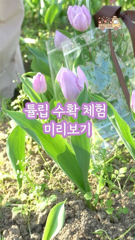 플라워팜팜 생화농장직송 생화택배 꽃정기구독 꽃다발 🌸튤립 수확체험 이번주 오픈🌸 👉이번주 토요일 드디어 오픈하는 플팜 튤립체험이에요🌷🌷🌷 직접 오셔서 싱싱한 튤립