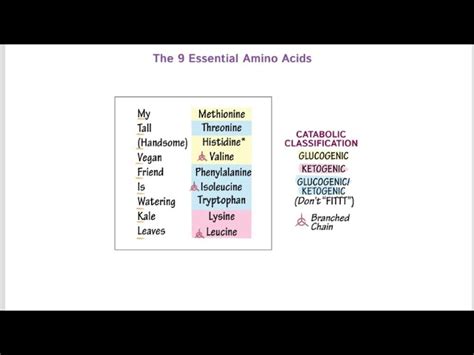 Essential Amino Acids Mnemonic Medicowesome Amino Acids With