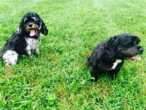 2cockapoos Dexter Jax