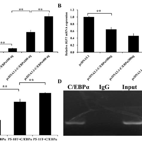 C Ebpα Is Critical For The Expression Of Igf1 A Mrna Expression Of
