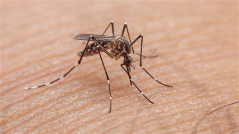 Egyptian Residents In Qena Test Positive For Dengue Virus Egyptian Streets