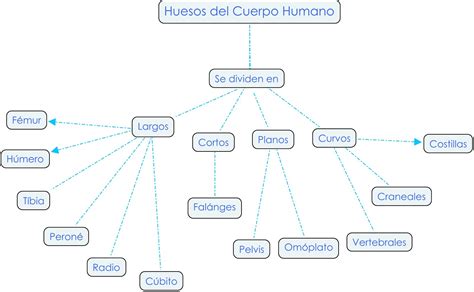 Mapa Conceptual Esquema Del Cuerpo Humano Cuerpo Humano Partes Del