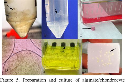 Figure 5 From Design And Fabrication Of Anatomical Bioreactor Systems Containing Alginate