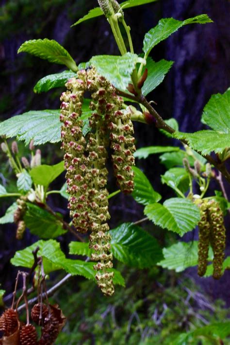Vaccinium Membranaceum Montana Outdoors