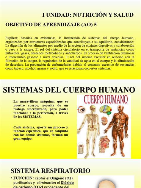 2 Unidad 1 Cs Nat 8º Pdf Sistema Respiratorio Pulmón