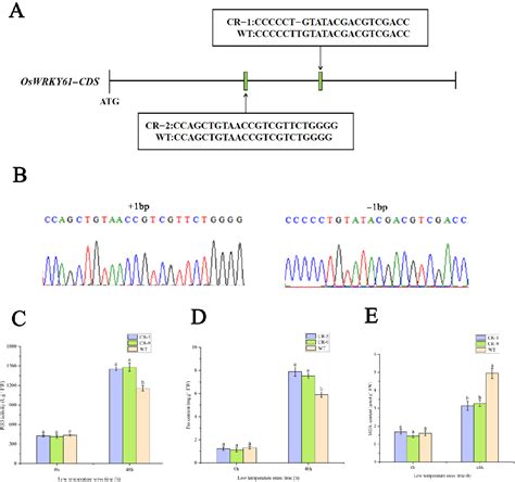 Figure 1 From Whole Transcriptome Profiling And Functional Prediction Of Long Non Coding Rnas