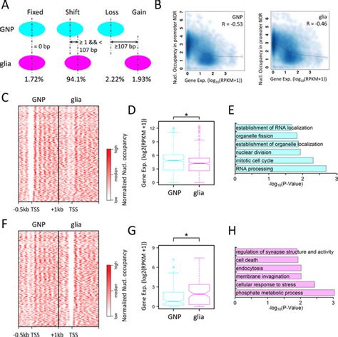 Nucleosome Positioning Dynamics In Promoter Regions A Schematic For