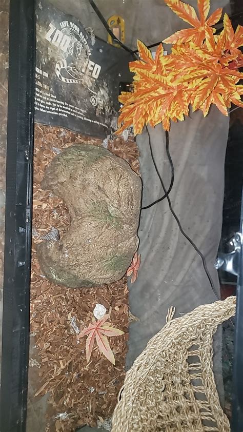 so my brother just got a ball python with cage included this was how