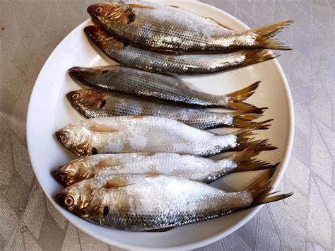 海鱼图片常见 卡通图片 第8页 大山谷图库