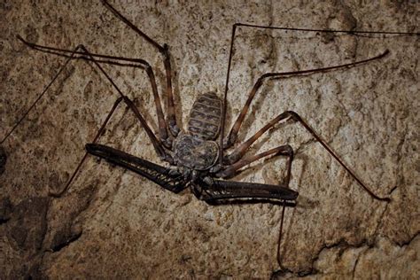 Tailless Whip Scorpion Nocturnal Cave Dwelling Venomous Britannica