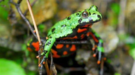 보호색·경고색 둘 다 가진 무당개구리가 진화의 비밀 알려줬다