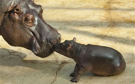 Zoo zeigt Berlins neues Happy Hippo - B.Z. – Die Stimme Berlins