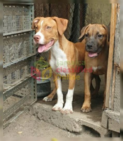 For Sale 5mth Old Fully Vaccine Standard Bully Pups Vineyard Town