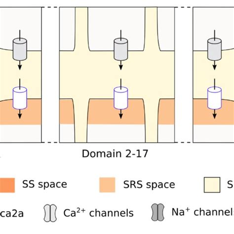Schematic Representation Of The Rabbit Cardiomyocyte Model Showing