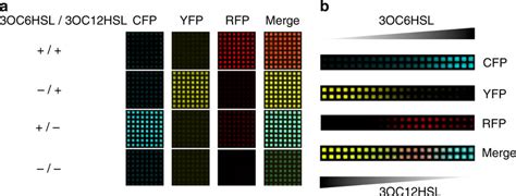 Hsl Responsive Surface Based Patterning Of Bacterial Gene Expression A