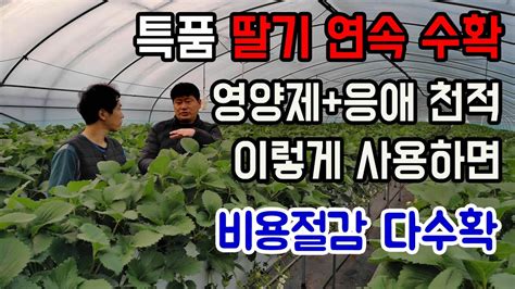 고품질 설향 딸기 수확 영양제와 응애 천적을 이렇게 사용하면 됩니다 Youtube