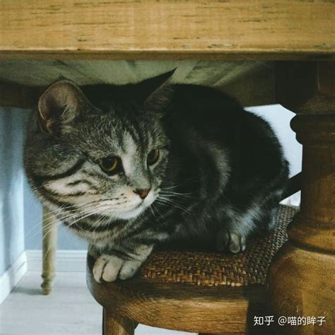 从猫咪的外貌能判断出他们的性别吗？ 知乎