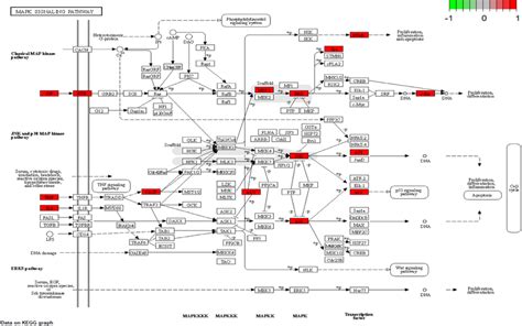 Schematic Diagram Of Mapk Signaling Pathway The Red Nodes Represent