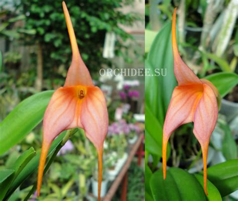 Masdevallia Light Rose Hybrid Орхидеи