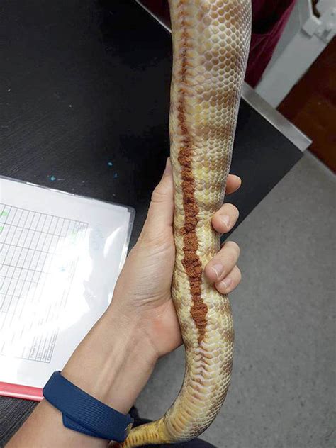 Injured Pet Heat Mat Malfunction Left Snake With Burn Scars Nature