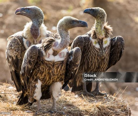 Predator Birds Are Sitting On The Ground Kenya Tanzania Safari East