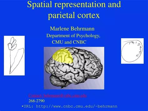 Ppt Spatial Representation And Parietal Cortex Powerpoint