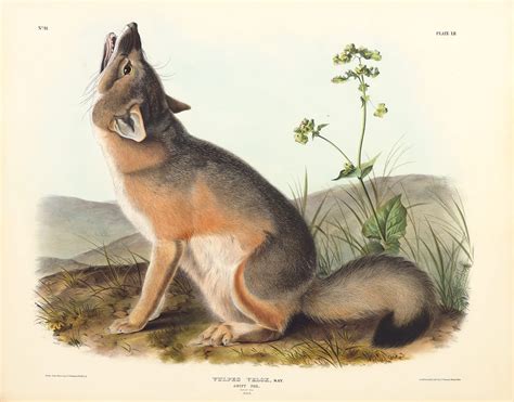 Audubon Bowen Edition Pl 52 Swift Fox By Oppenheimer Editions Quadruped Imperial Bowen