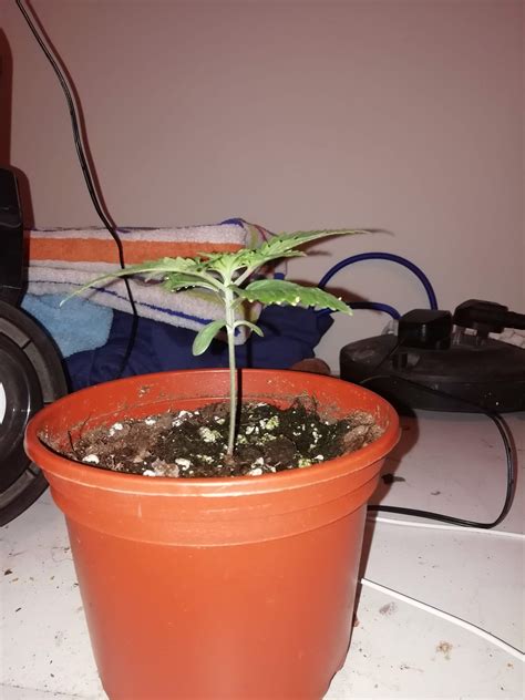 What Sex Is My Seedling Grow Question By Imbatman Growdiaries