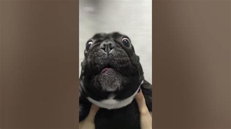 Бульдожка вертолёт Взлетаем Youtube