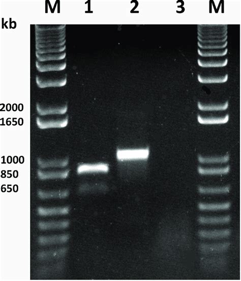 Rt Pcr With Total Rna Extracted From The Original Alfalfa Sample 983a