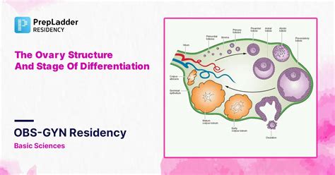 Ovary Diagram