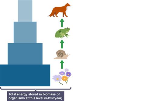 Pyramid Of Numbers Biology