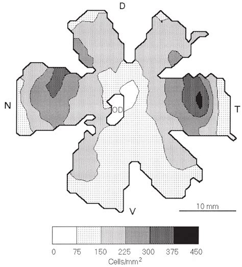 Map Of Ganglion Cell Density In A Retinal Wholemount Cell Density Is