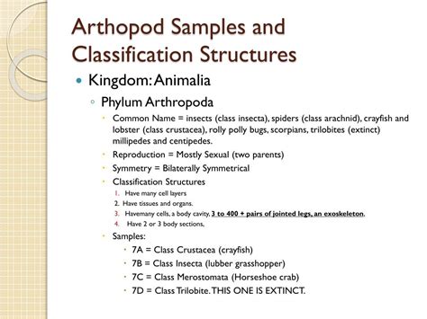 Ppt Phylum Arthropoda Station 7 Powerpoint Presentation Free
