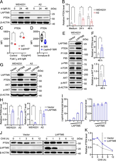 Laptm5 Enhances Pten Protein Level A And B Pten Protein Levels In