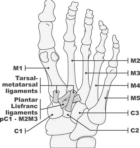 Evaluation Of The Tarsometatarsal Joint Using Conventional Radiography Ct And Mr Imaging