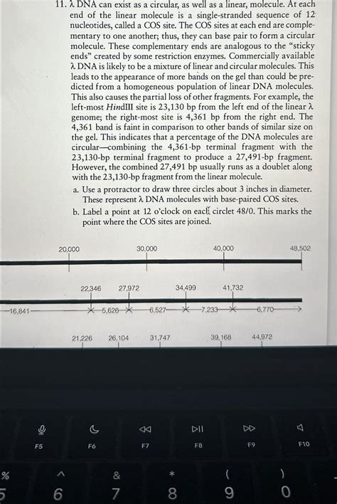 solved λ ﻿dna can exist as a circular as well as a linear