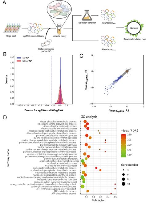 Figure 2 From Genome Scale Mapping Of Functional Genes And Loci In Bacteria For Industrial