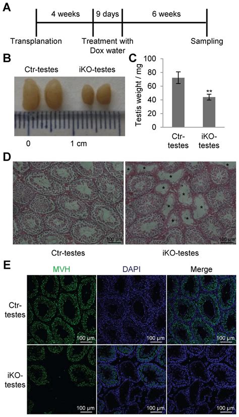 Stem Cell Activity Assessment Of Sscs By Transplantation Assays A