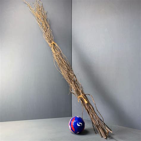 Contorted Willow X 10 Stems Approx Mixture 12 M To 25 M Tall