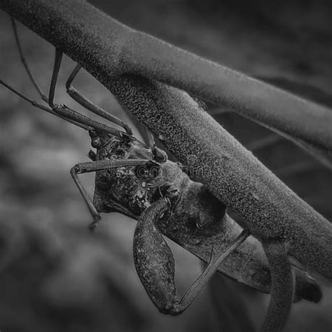 Monochrome Of A Sweet Potato Bug Stock Image Image Of Elongated Monochrome Of A Sweet Potato Bug Stock Image Image Of Elongated
