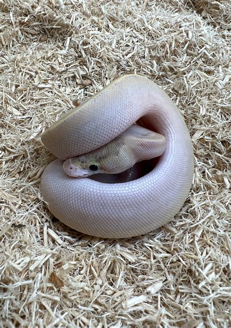 Female Ivory Ball Python By Prehistoric Pets Morphmarket