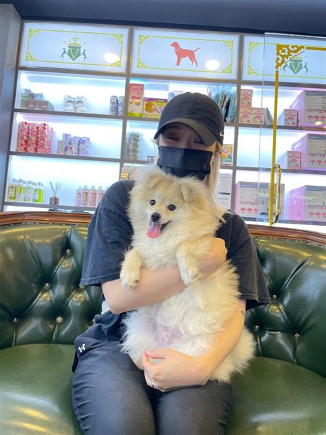 용인 2021 0178 포메라니안쉽독 믹스 둥둥 책임분양 포메라니안키우는방법 말티즈키우는방법 말티푸키우는방법 푸들키우는방법