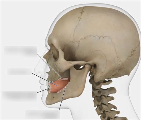 Lab Exam 3 Axial Skeleton Diagram 11 Diagram Quizlet