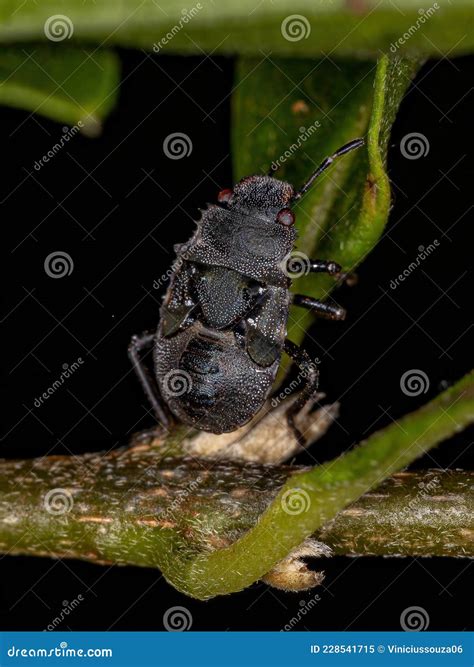 Stink Bug Nymph Stock Image Image Of Pentatominae Insects 228541715