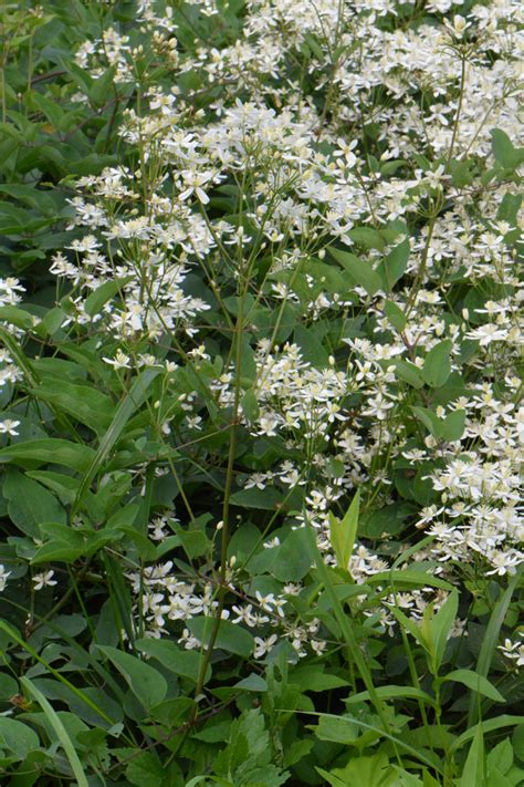 Clematis Recta Изображение особи Плантариум