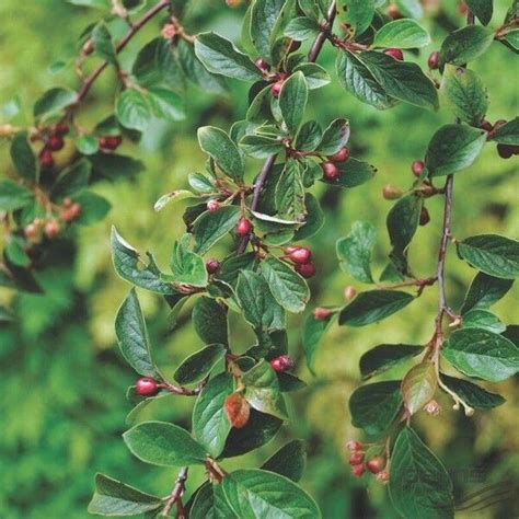 Cotoneaster Alaunicus Plant Care And How To Grow Water