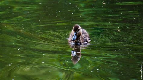 2011 05 15  Nikolai Mordan Flickr