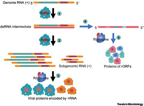 The Minus Strand Of Positive Sense Rna Viruses Encodes Small Proteins